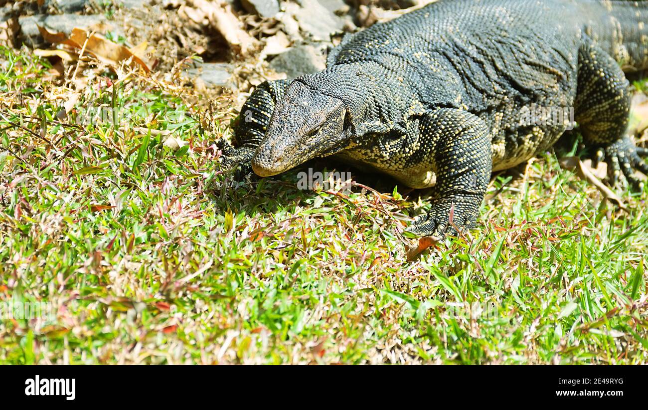 Varan, Monitor lizard (Asian water monitor, kabaragoya, Varanus ...