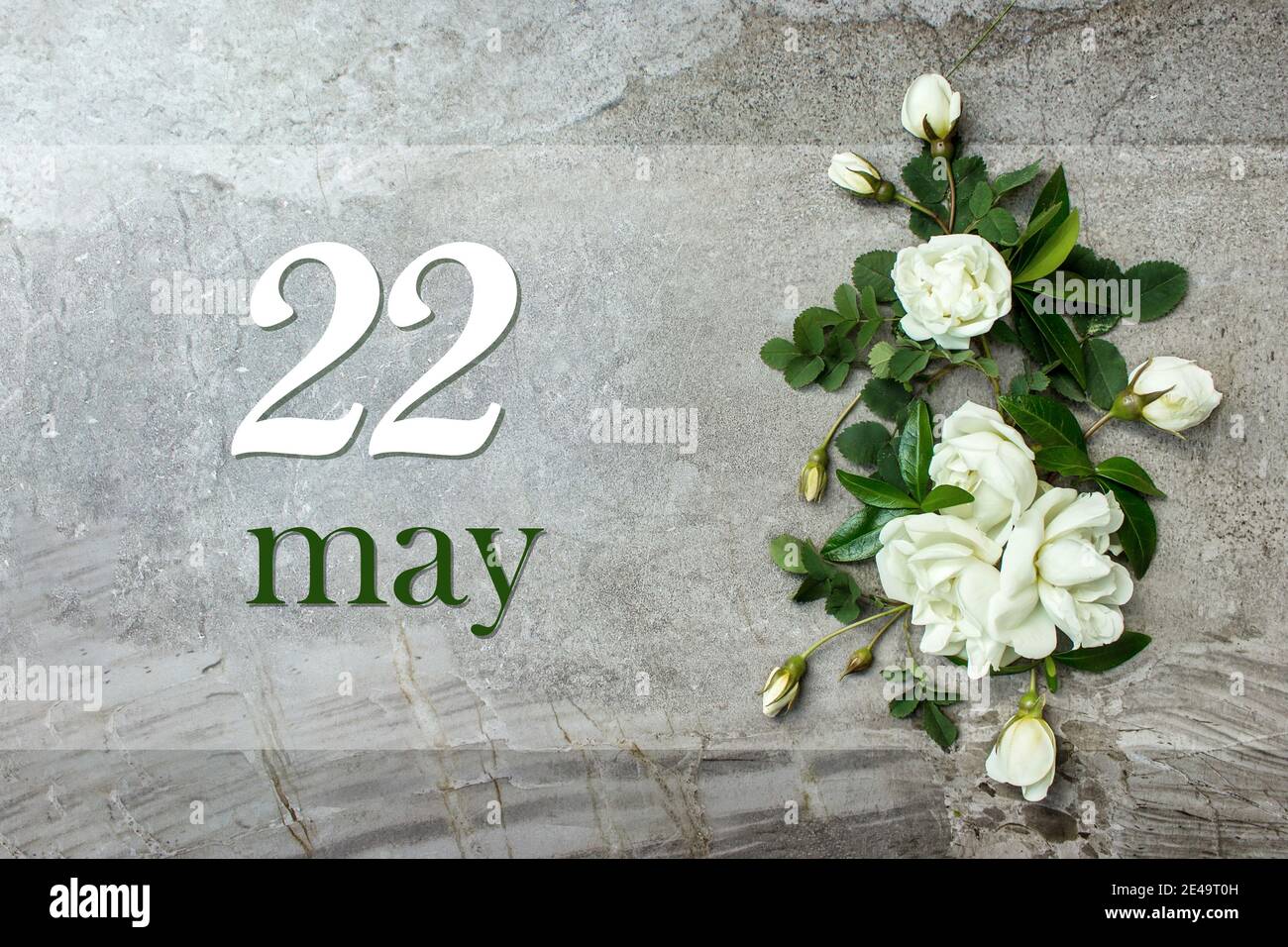 May 22nd. Day 22 of month, Calendar date. Stylish roses flat lay. White ...