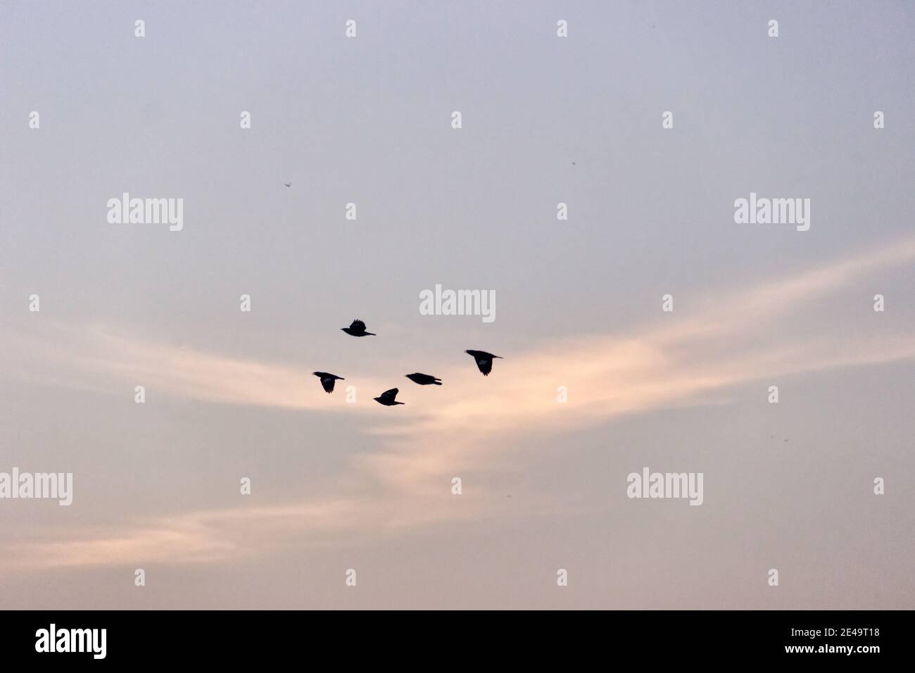 Mynas of asia hi-res stock photography and images - Alamy