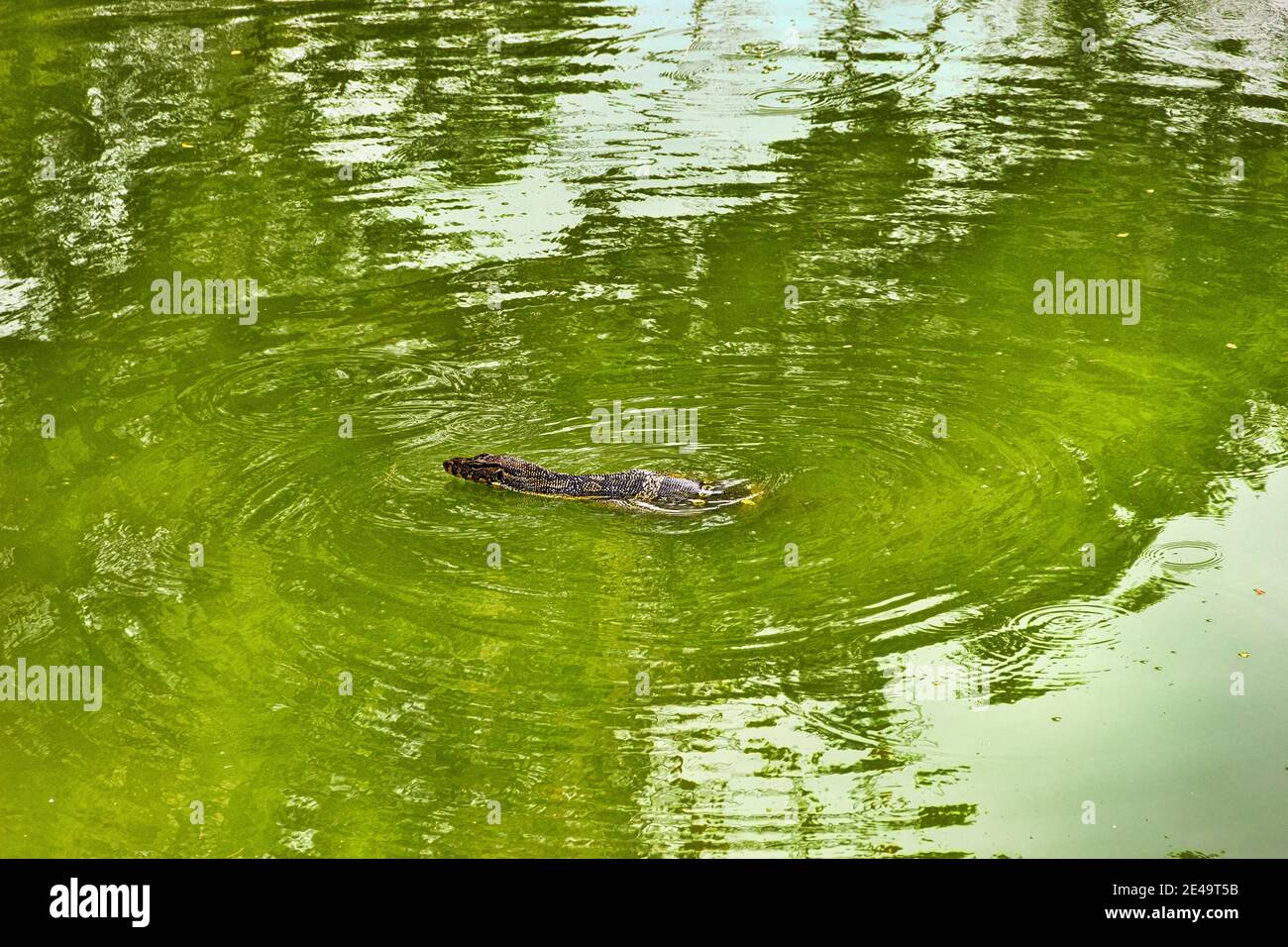Asian water monitor, kabaragoya (Varanus salvator komaini - more dark ...