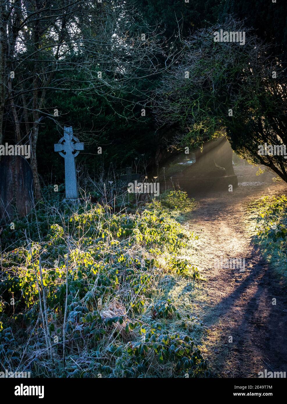 Dawn sunlight in old cemetery with cross and yew tree Stock Photo - Alamy
