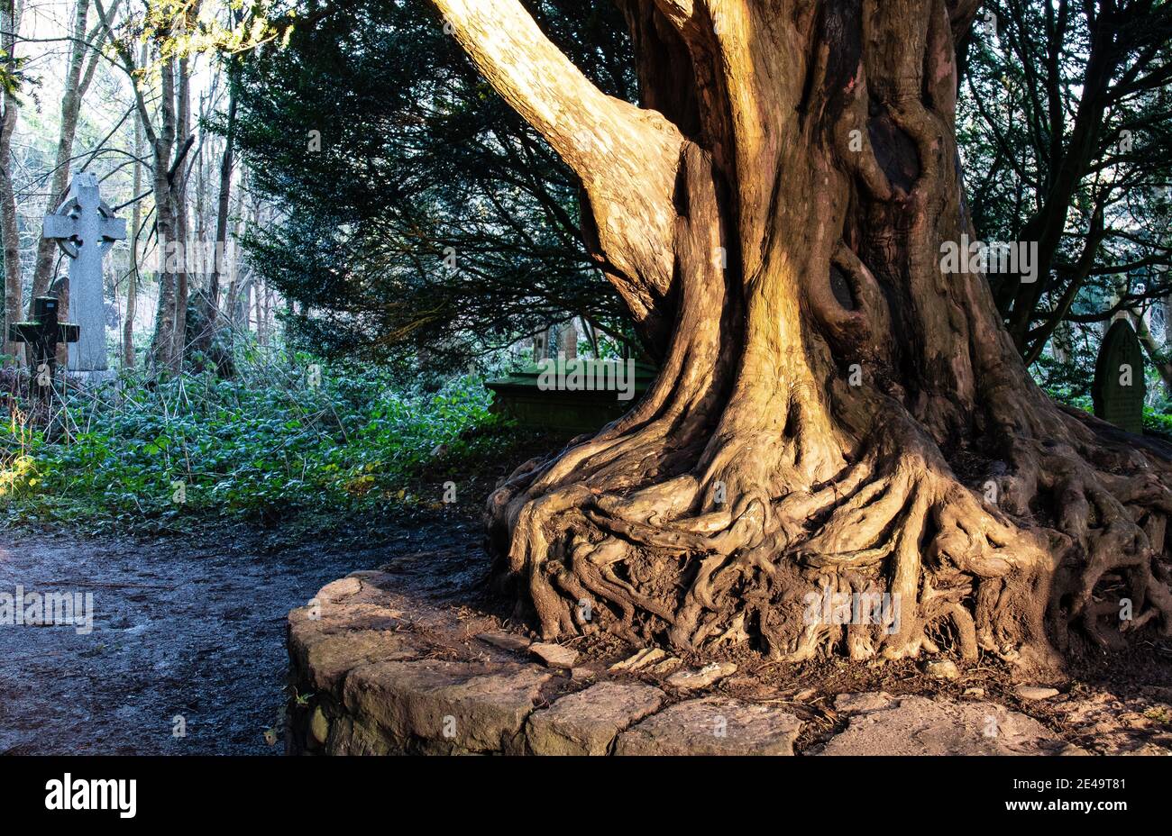 Yew tree in a graveyard hi-res stock photography and images - Alamy