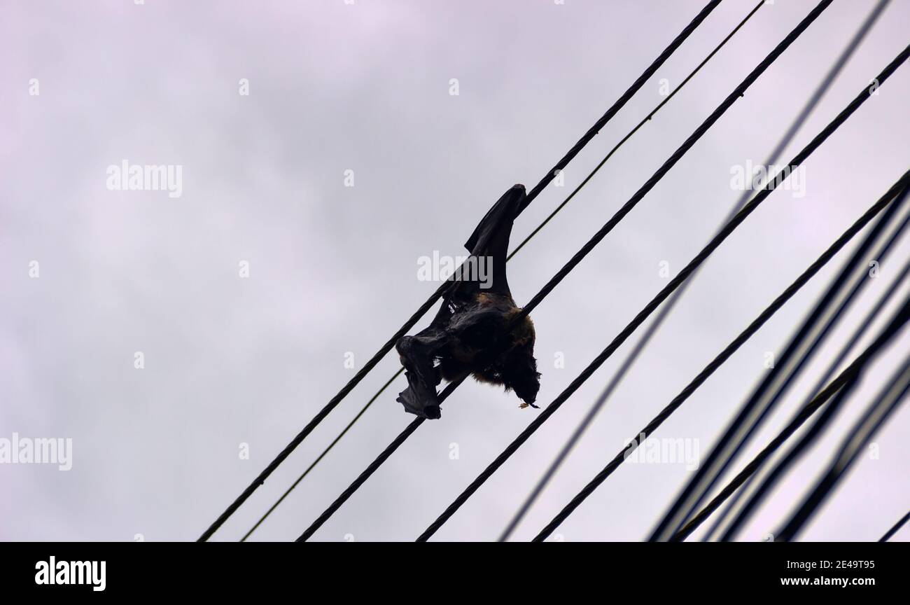 The Flying Fox (Pteropus giganteus chinghaiensis) got tangled in the ...