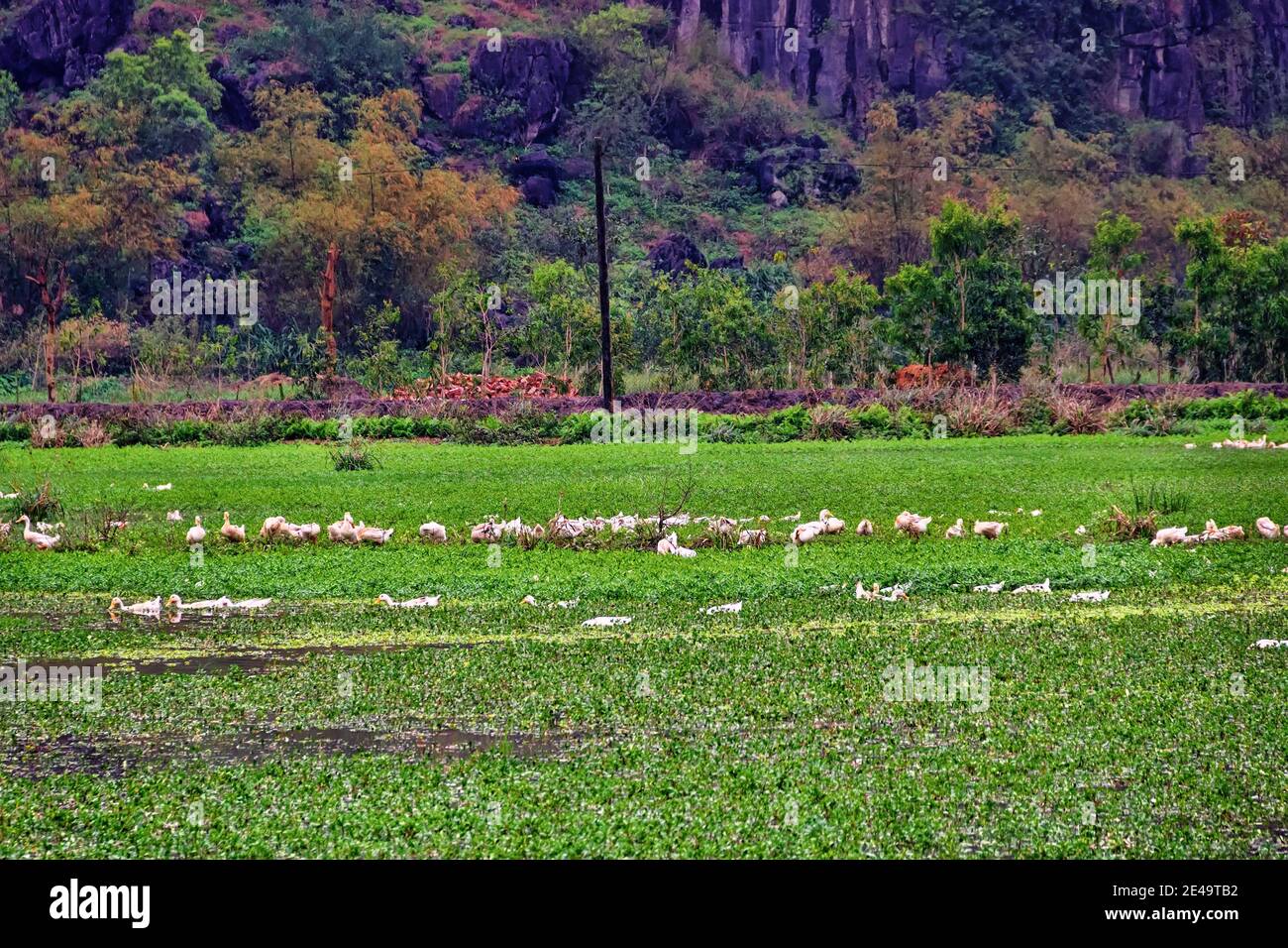 Duck farm in Vietnam. Breeding white Peking ducks on natural pond in ...