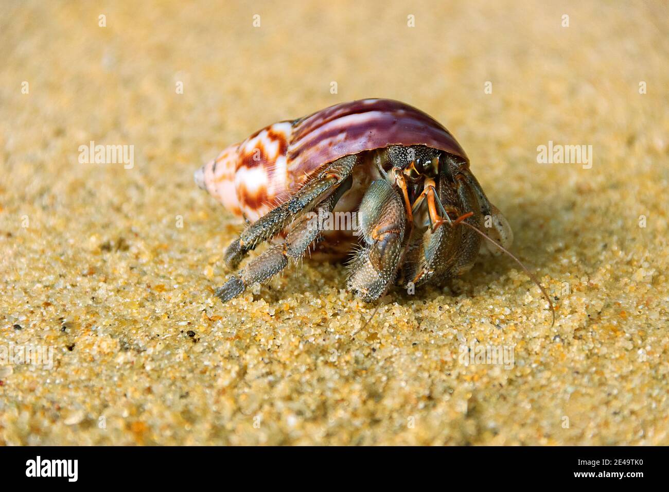 Hermit or diogenes crab in a beautiful gastropod shell as dwelling with ...