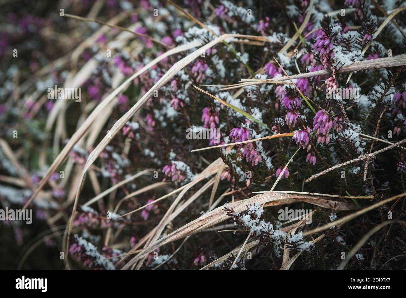 Slightly snowy hi-res stock photography and images - Alamy