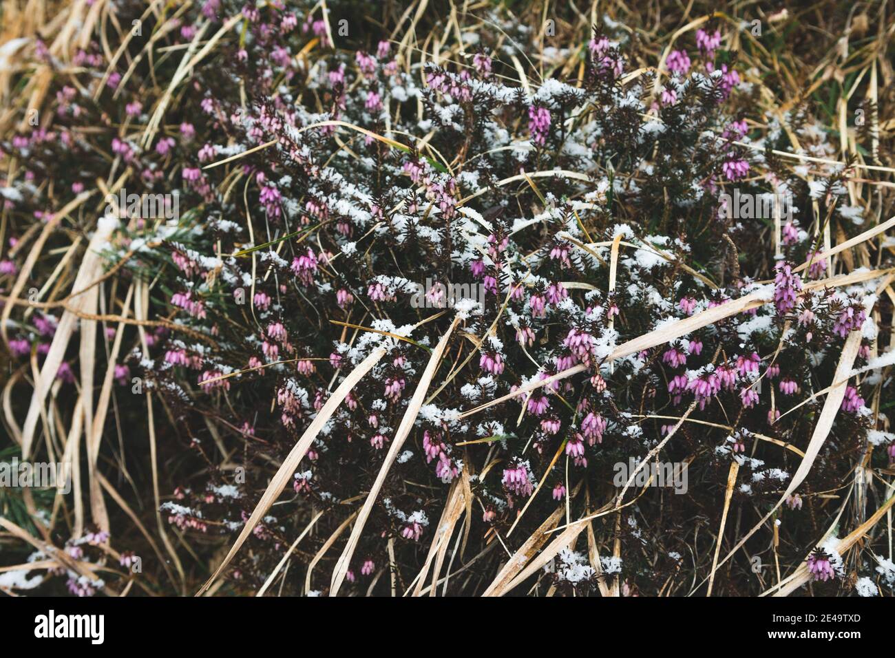 Slightly snowy hi-res stock photography and images - Alamy