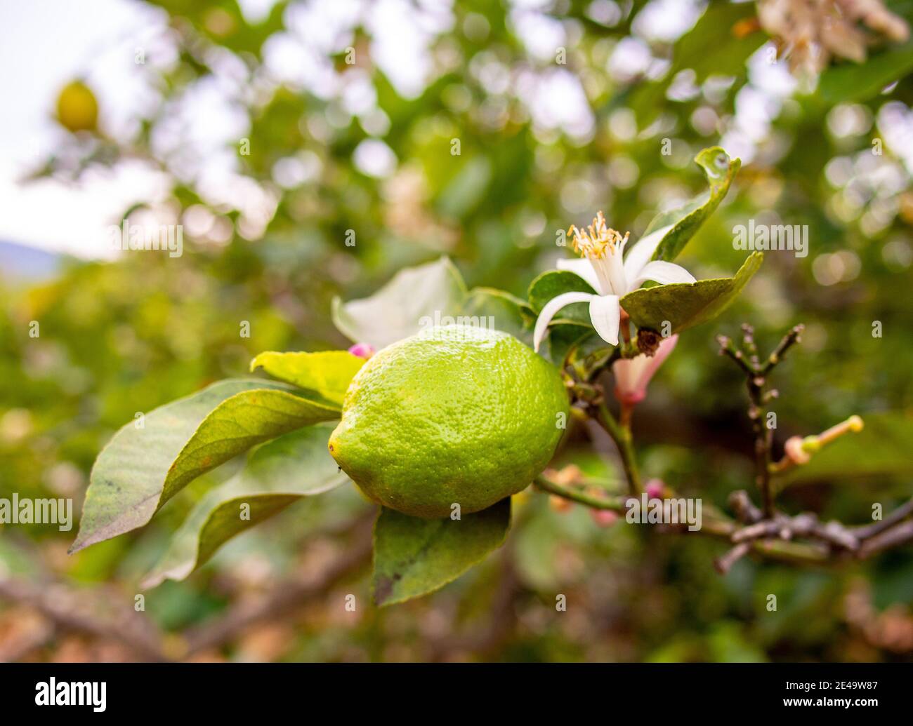 Citrus limon spain hi-res stock photography and images - Alamy