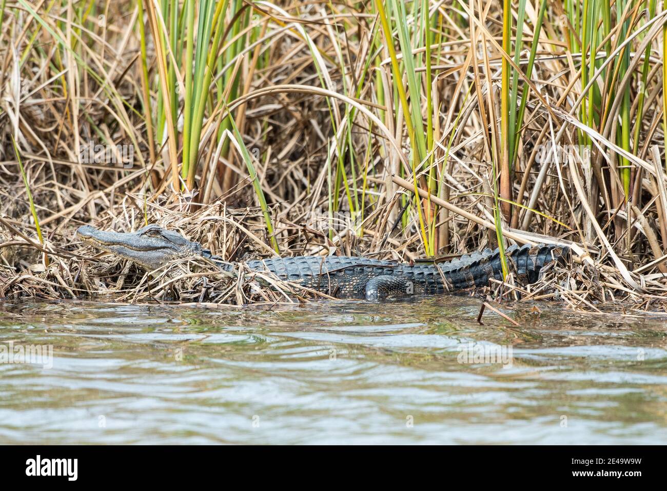 Alligator tail hi-res stock photography and images - Alamy