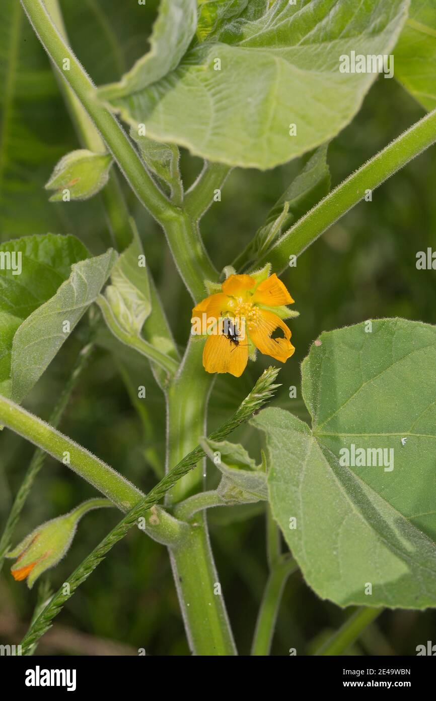 Velvet Weed High Resolution Stock Photography and Images - Alamy
