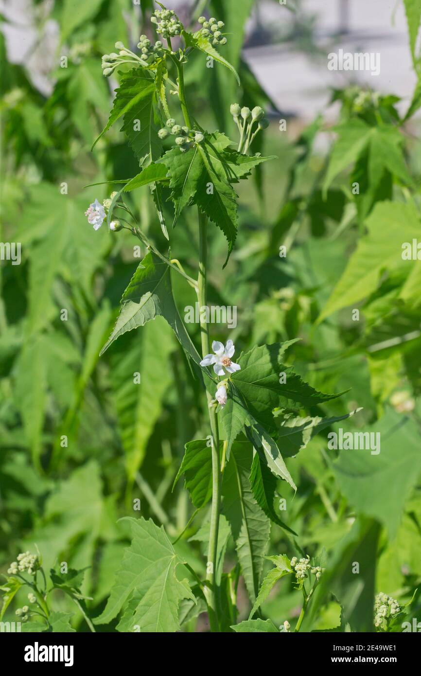 Virginia Fanpetals Seeds ~ Virginia Mallow Ripariosida Hermaphrodita ...