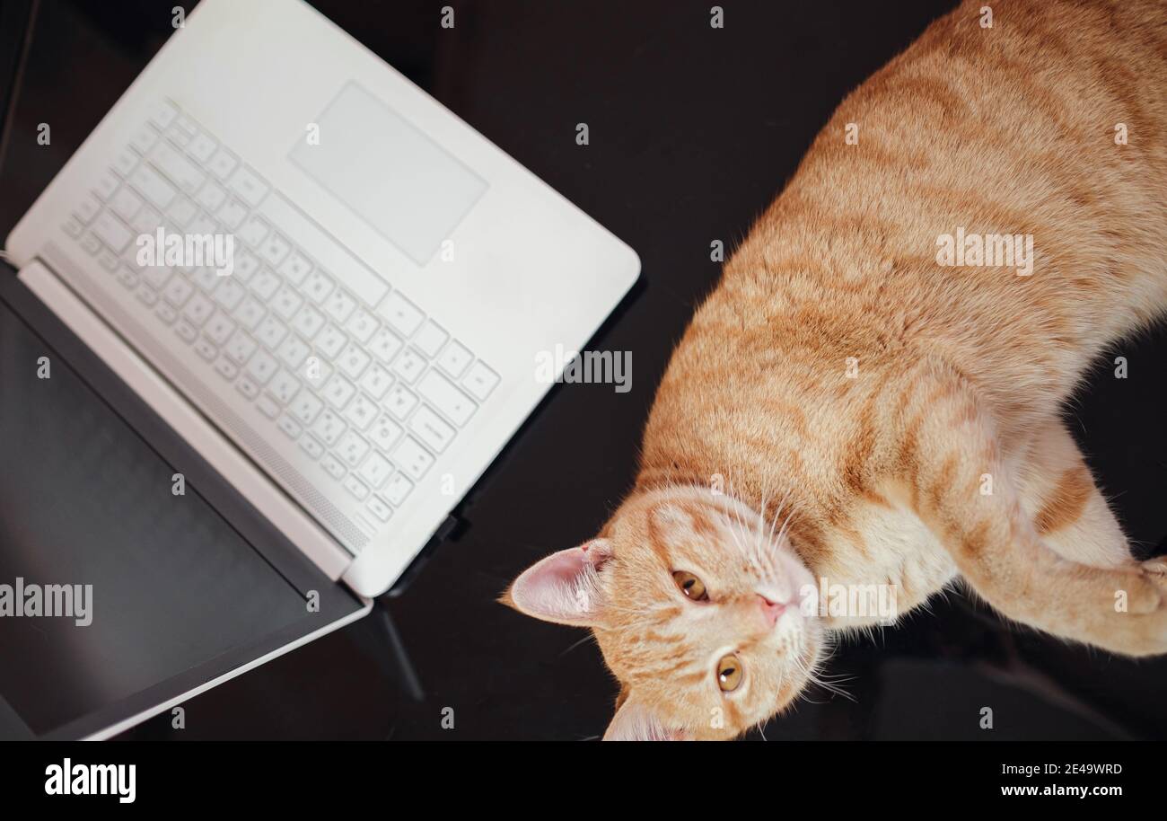 Working concept - computer and ginger tabby cat. difficulties and joys ...