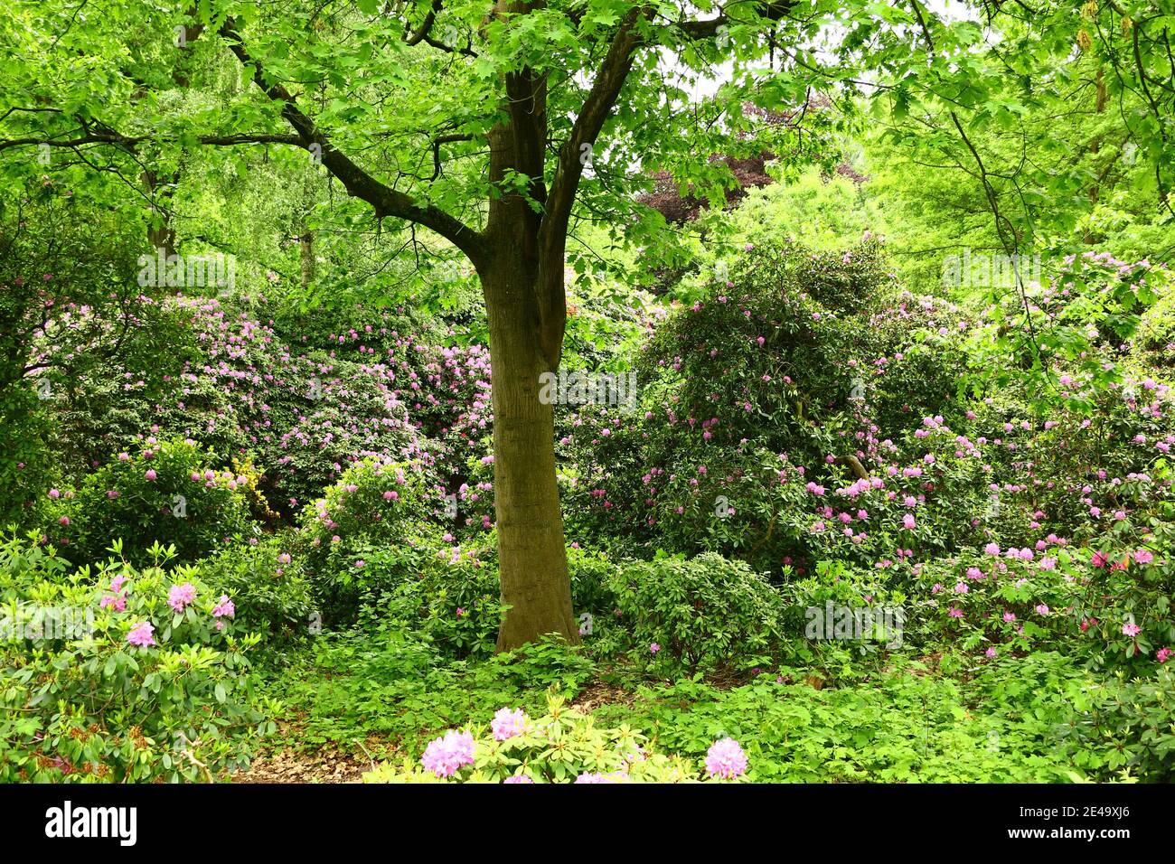 Impressionen aus dem Grugapark in Essen Stock Photo - Alamy