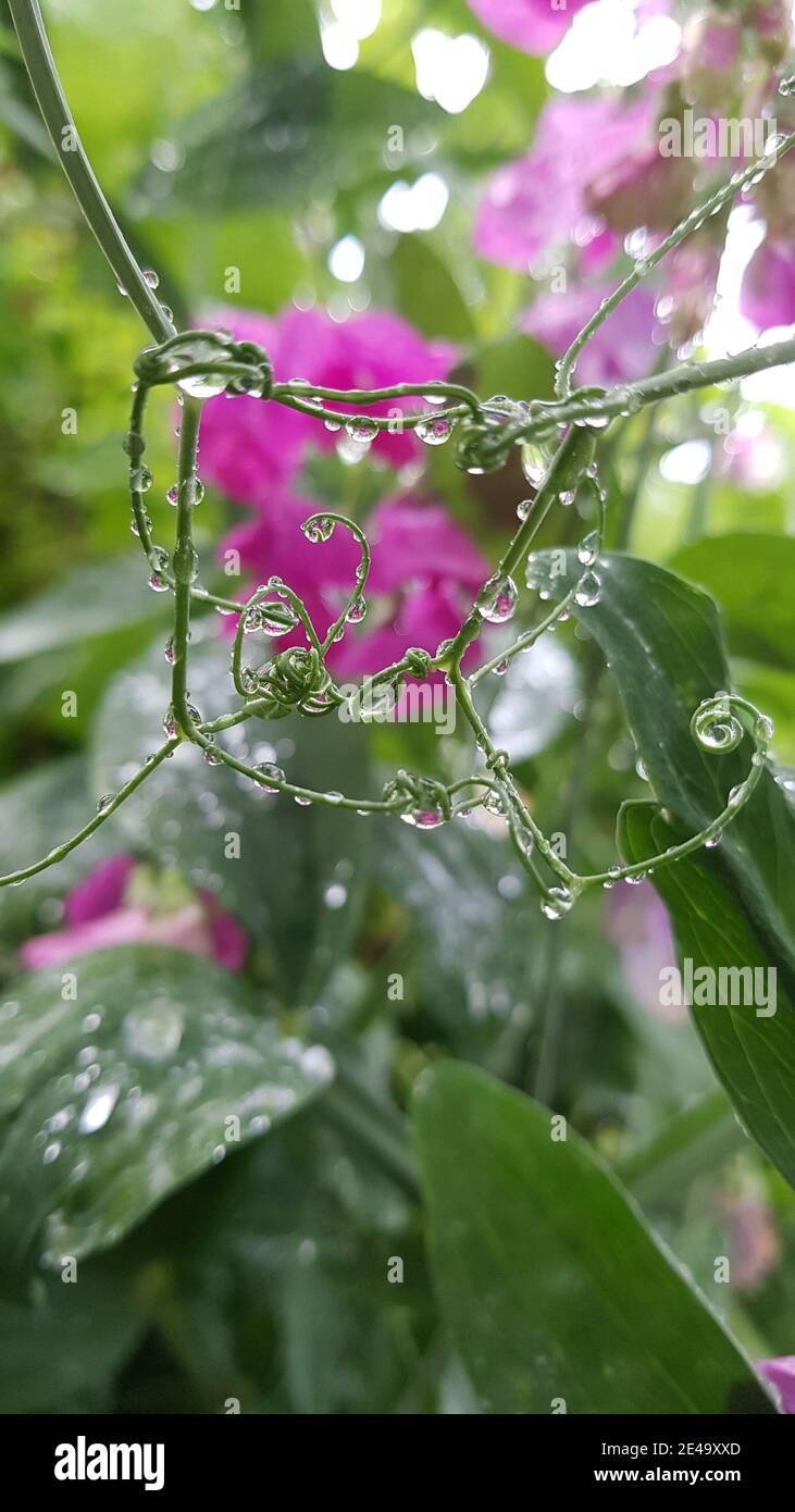 Pea Tendrils High Resolution Stock Photography and Images - Alamy