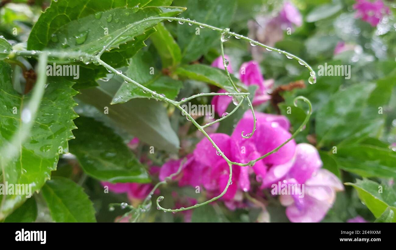 Pea tendrils hi-res stock photography and images - Alamy