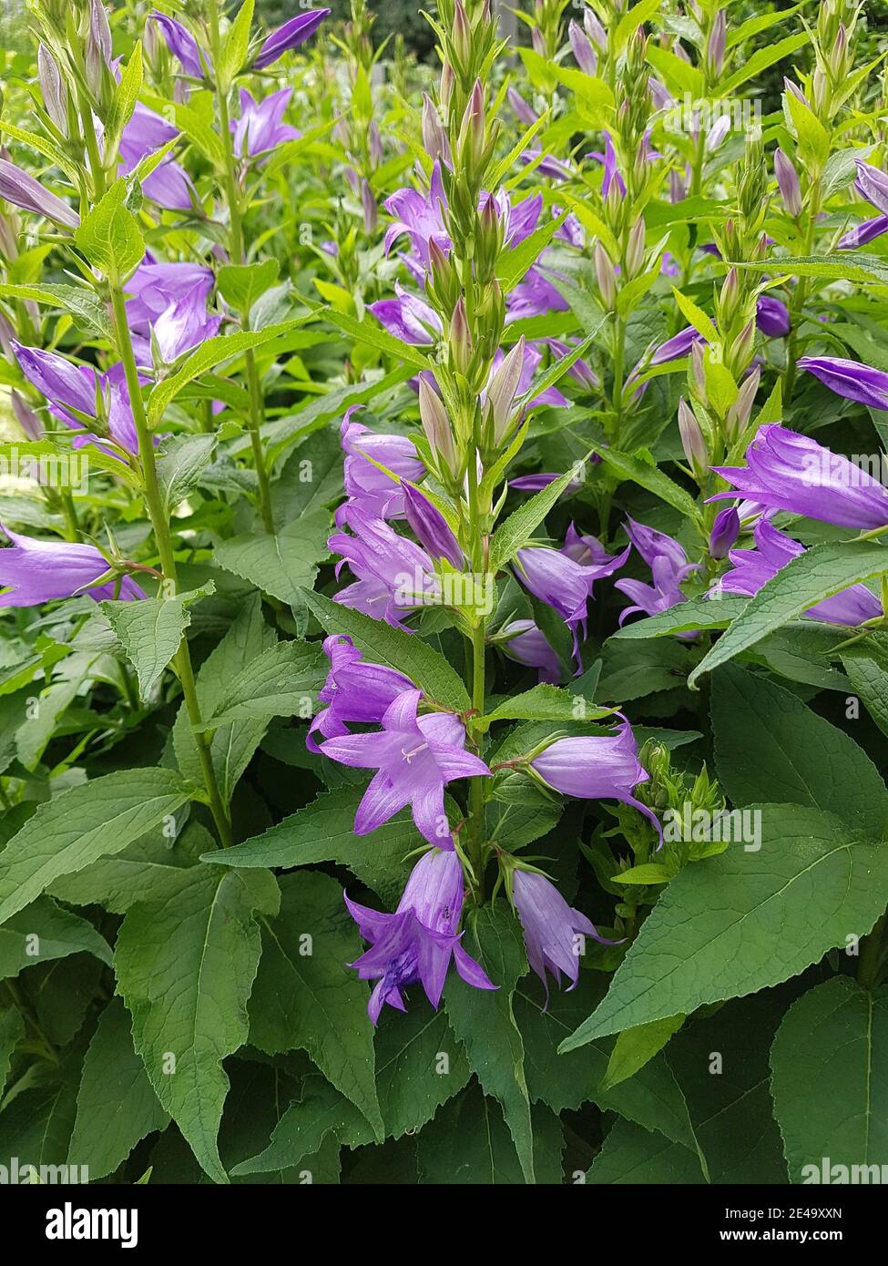 Purple bluebell bushes Stock Photo - Alamy