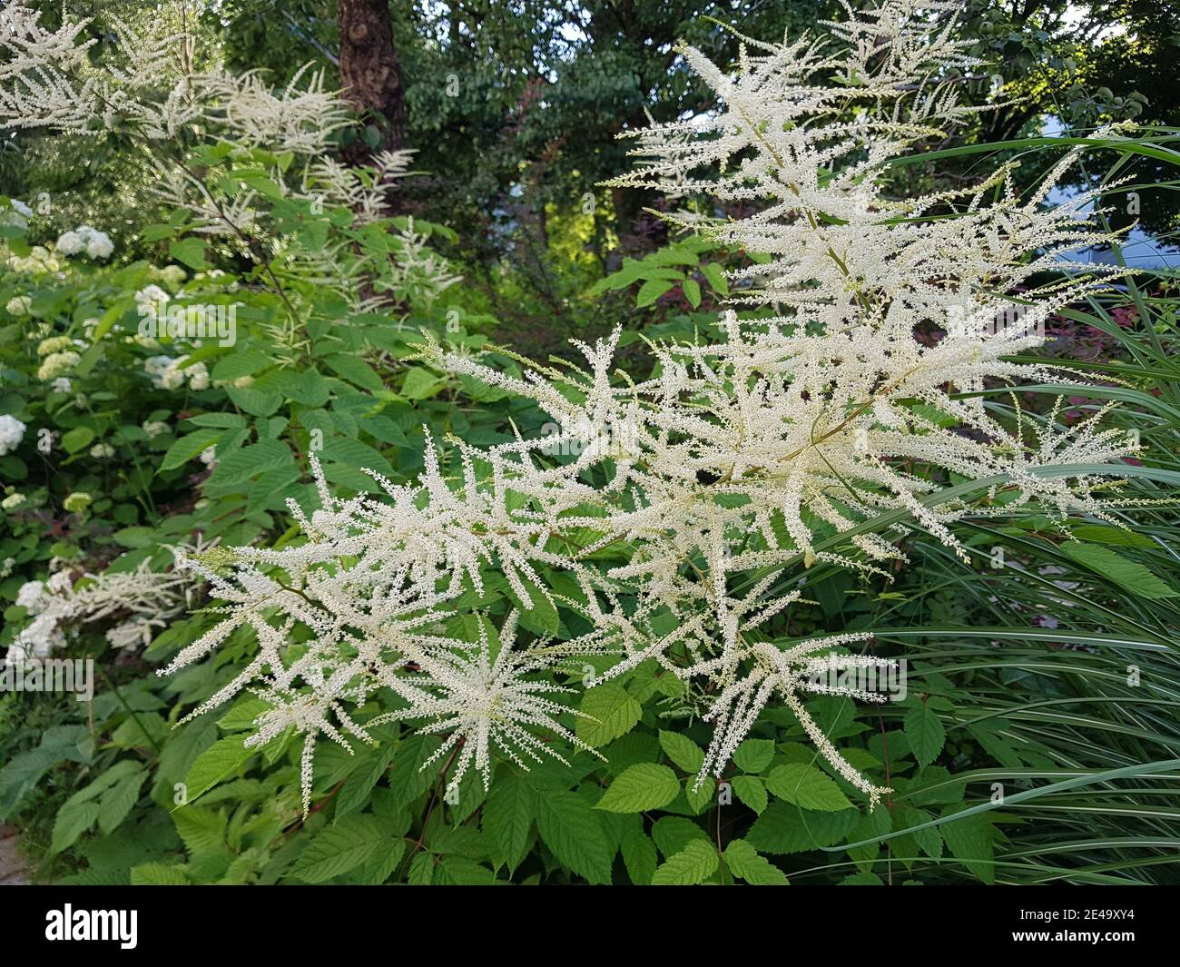White astilbe hi-res stock photography and images - Alamy