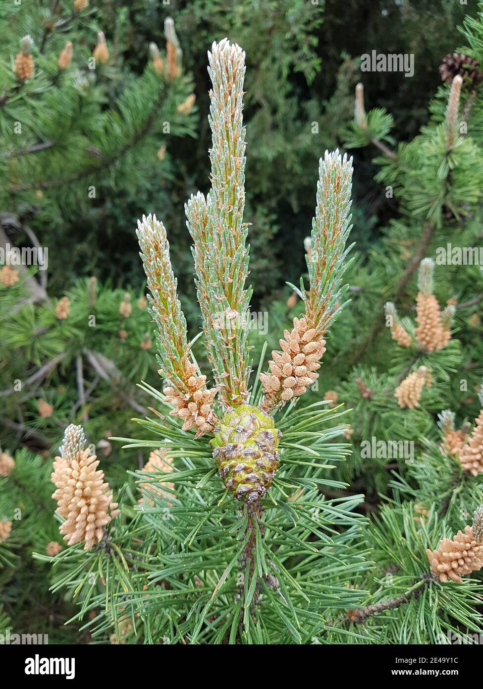 Pine tree with fruits hi-res stock photography and images - Alamy