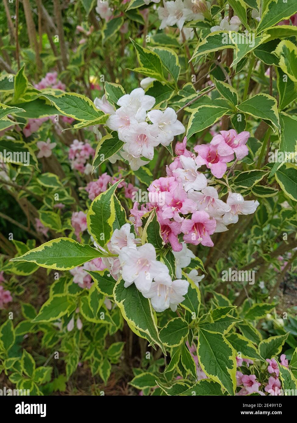 Weigela weigela blossoms hi-res stock photography and images - Alamy