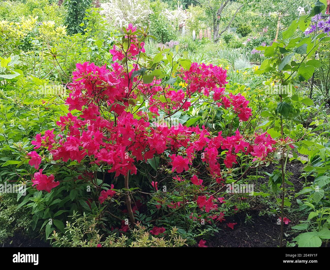 Azalea bush hi-res stock photography and images - Alamy