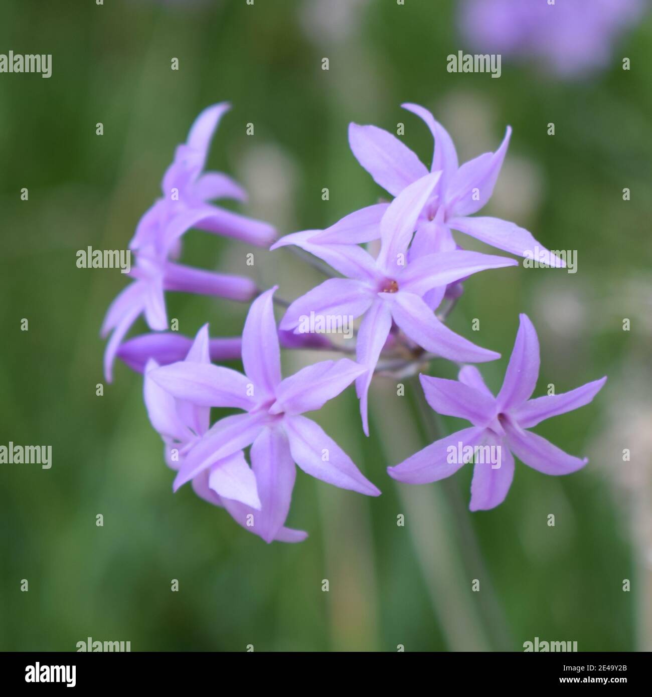 Society garlic's pink flowers with green background (Tulbaghia violacea ...