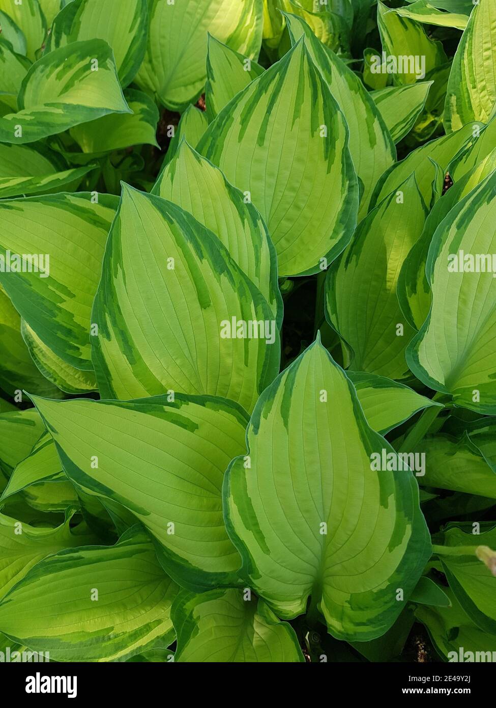 Garden hostas hi-res stock photography and images - Alamy