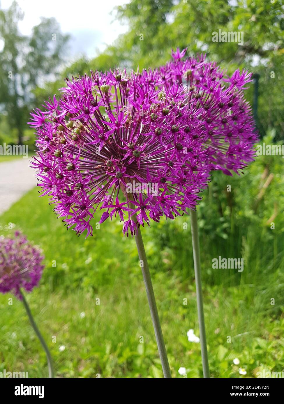 Purple flowers of the giant leek Stock Photo - Alamy