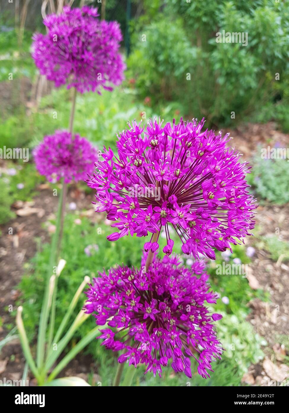 Starry pink flowers hi-res stock photography and images - Alamy