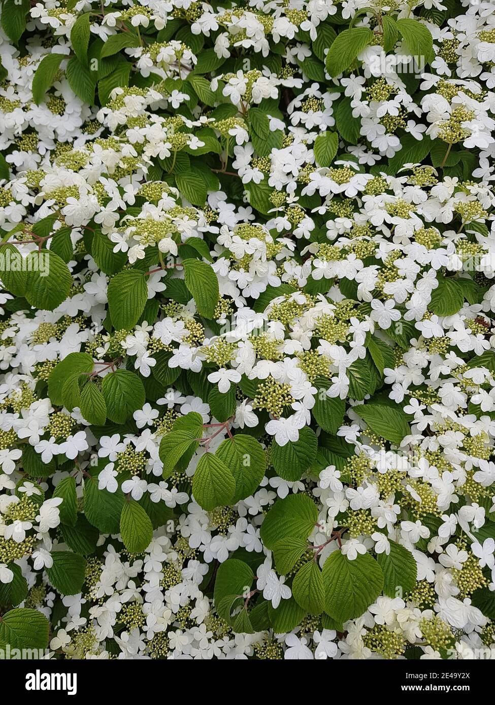 White hydrangea in bloom hi-res stock photography and images - Alamy