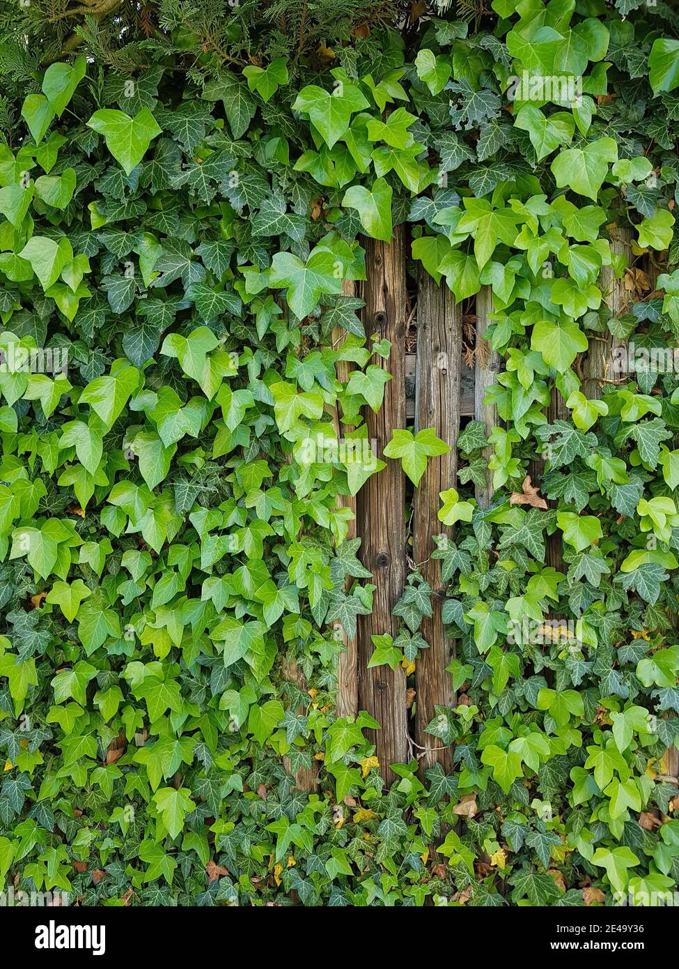 Fence with ivy tendrils Stock Photo - Alamy