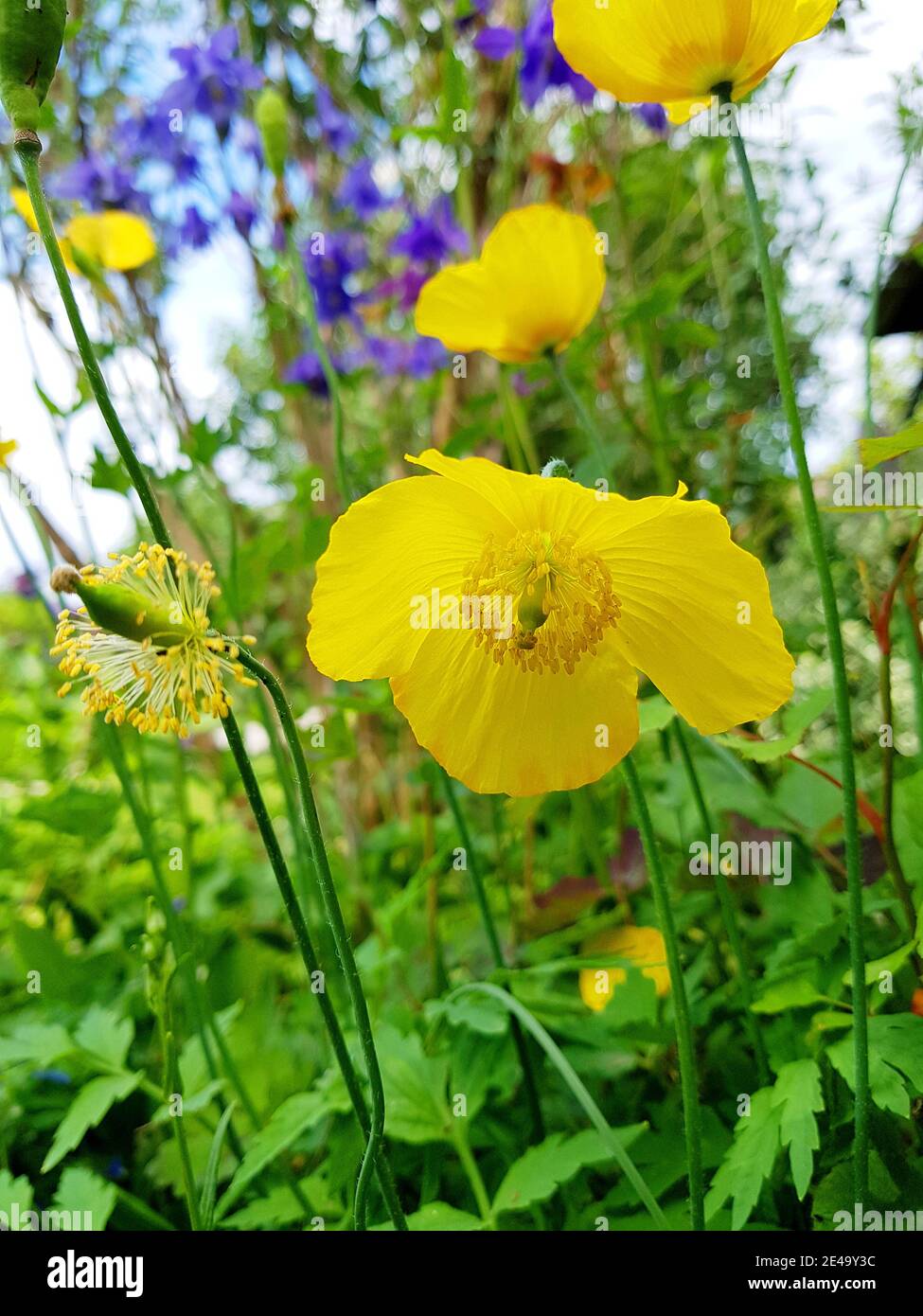 Yellow flowered poppy hi-res stock photography and images - Alamy