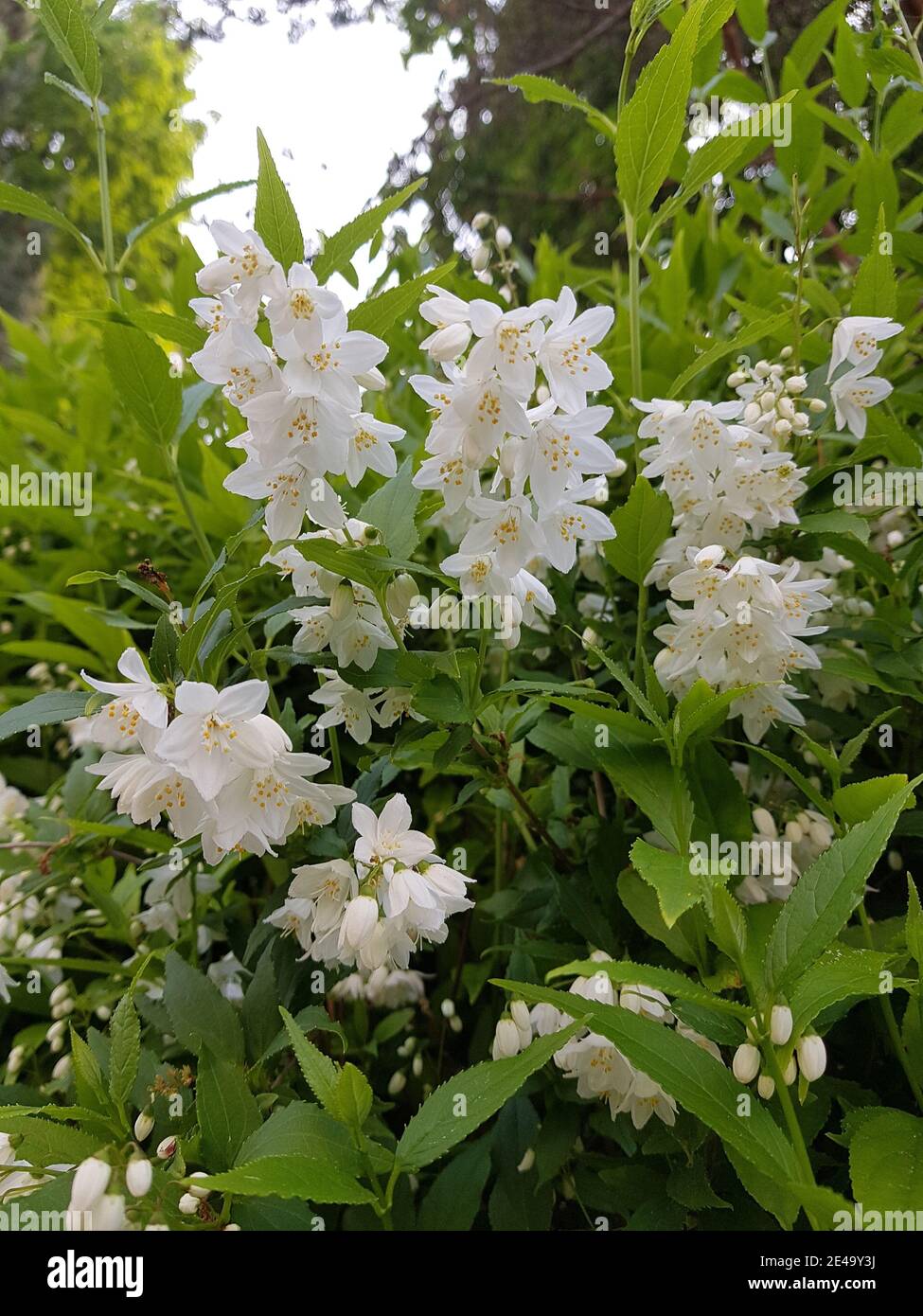 White deutzia shrub flowers hi-res stock photography and images - Alamy