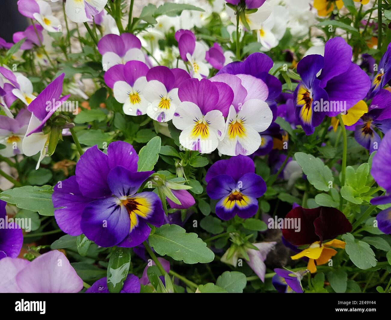 Garden of pansies hi-res stock photography and images - Alamy
