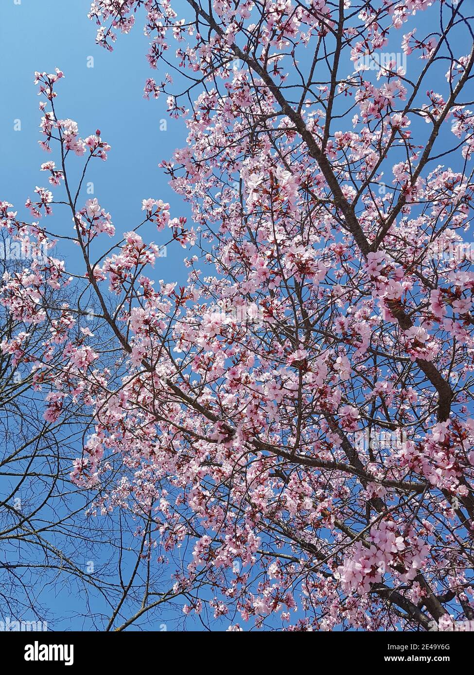 Clear blooms hi-res stock photography and images - Alamy