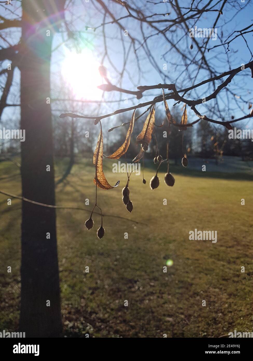 Linden nuts hi-res stock photography and images - Alamy