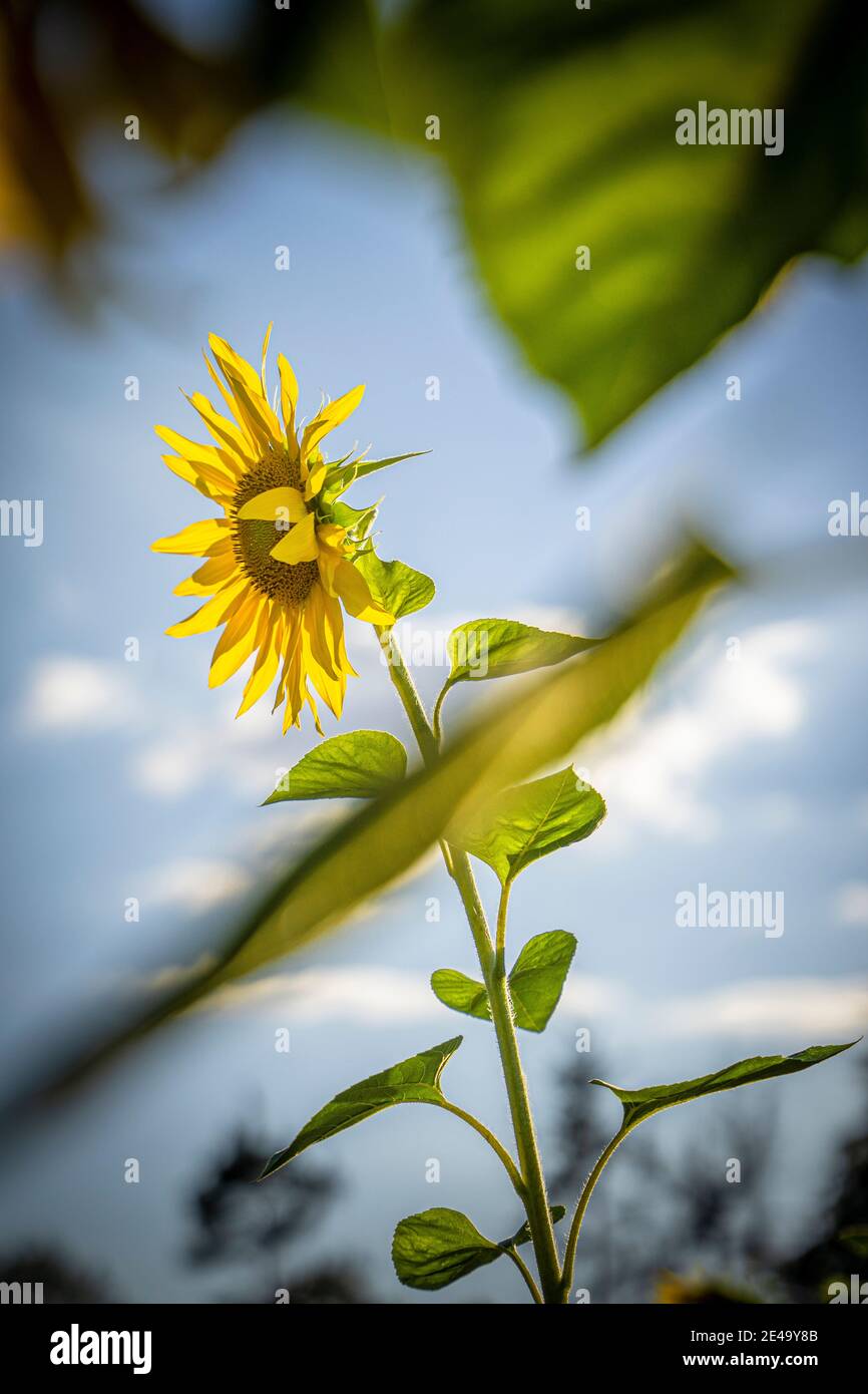 Alone sunflower hi-res stock photography and images - Alamy