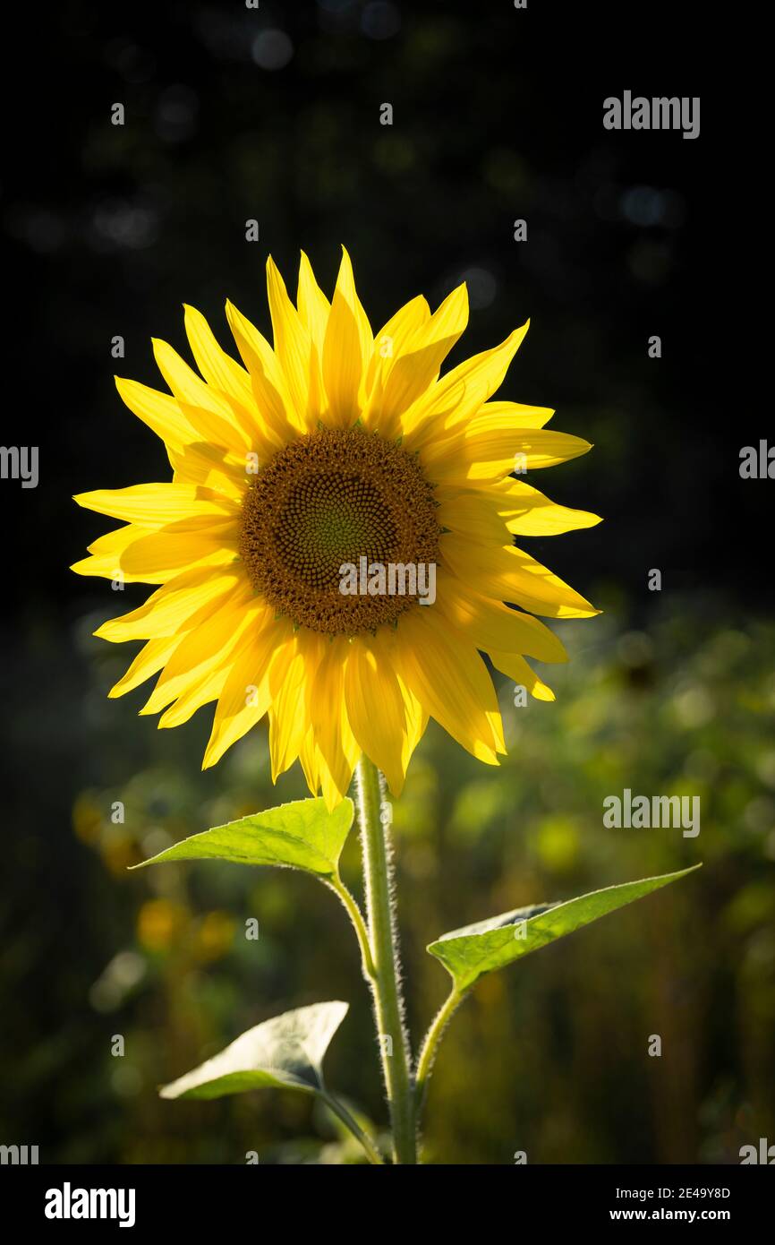 Alone sunflower hi-res stock photography and images - Alamy