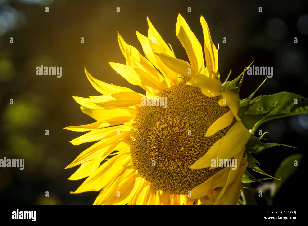 Alone sunflower hi-res stock photography and images - Alamy