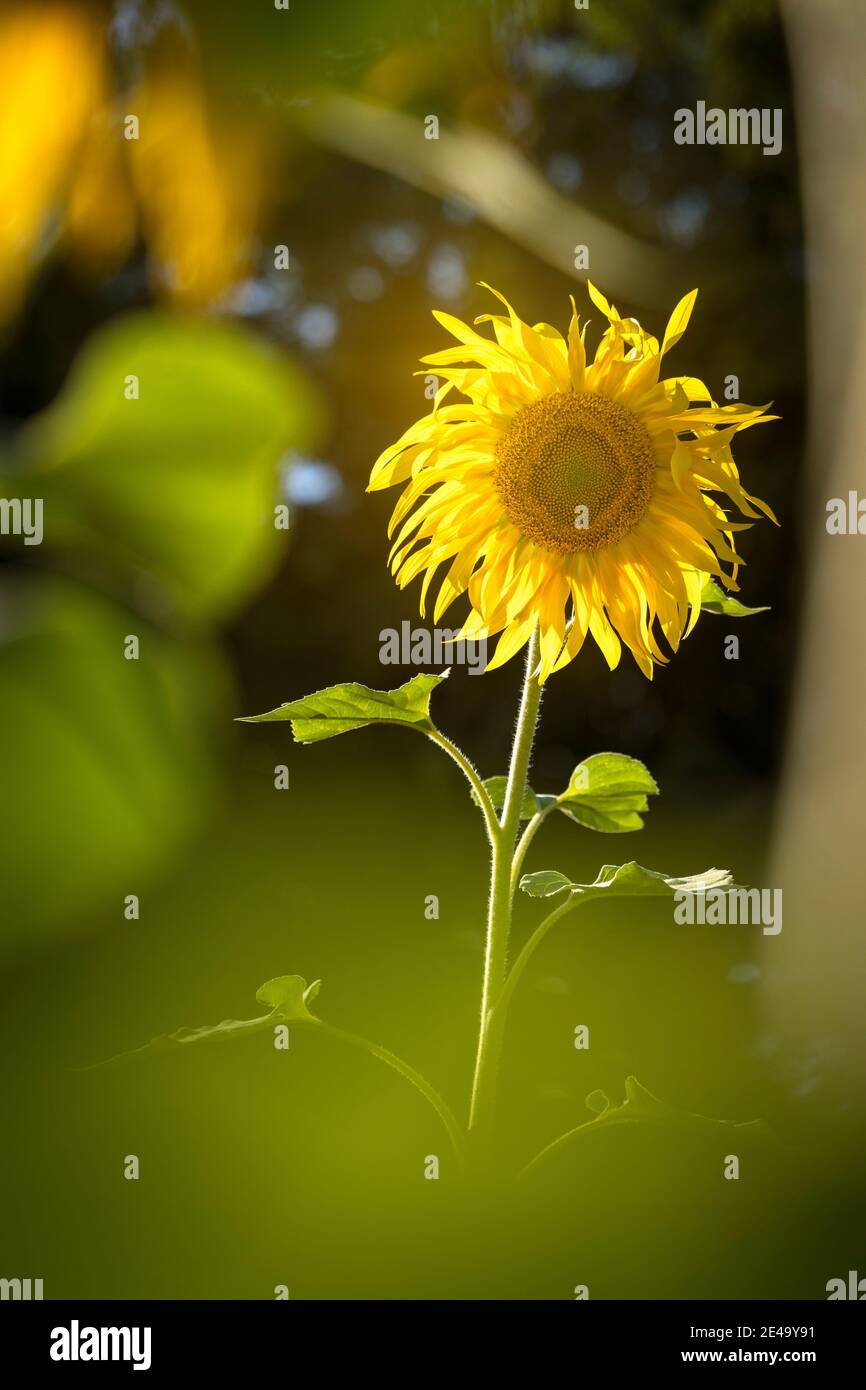 Alone sunflower hi-res stock photography and images - Alamy