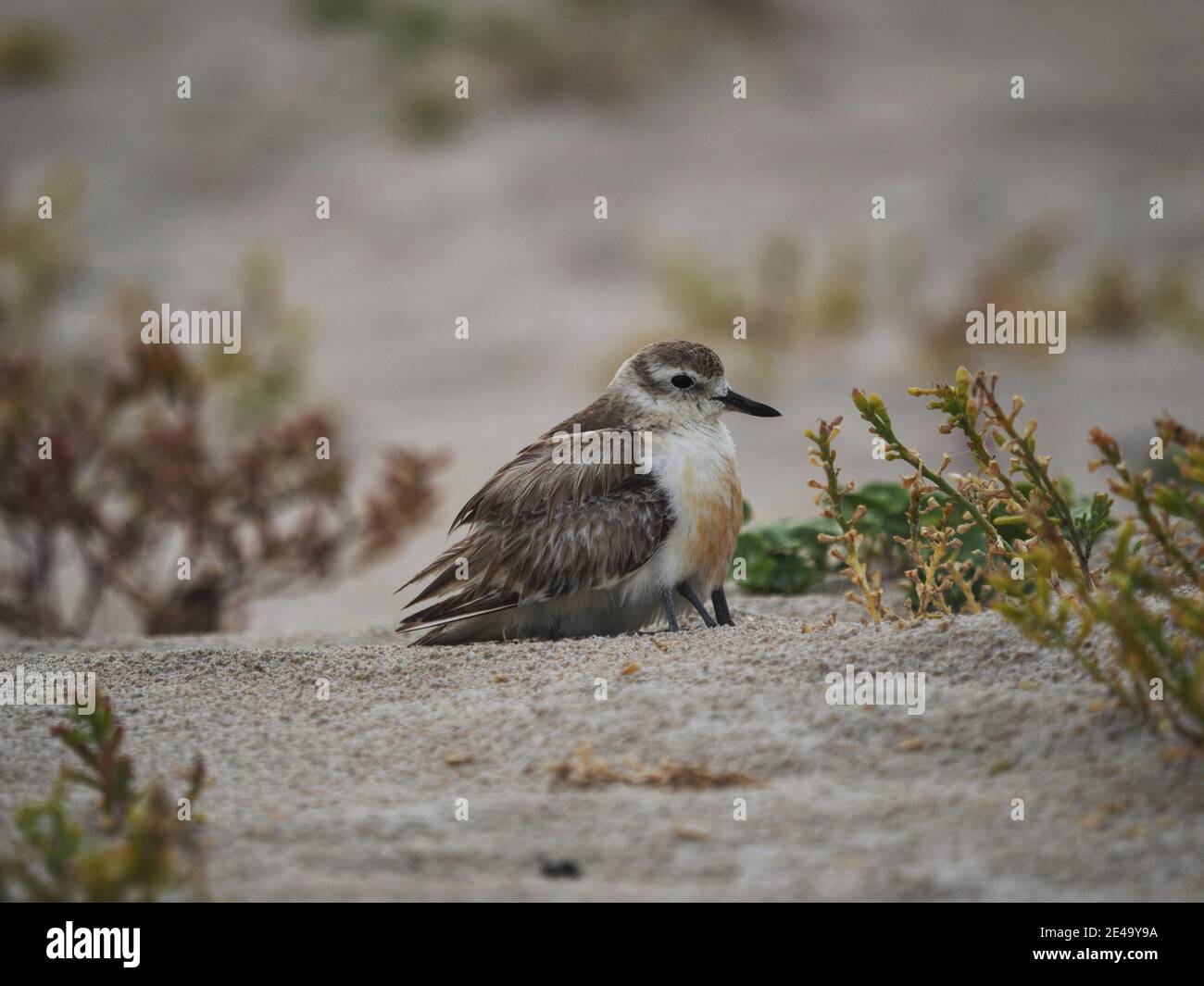 New Zealand dotterel red-breasted plover Charadrius obscurus with chick ...