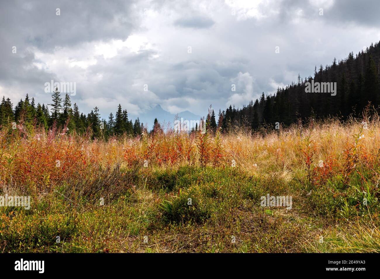 Tatra Mountains autumn landscape with red fireweed (Chamaenerion ...