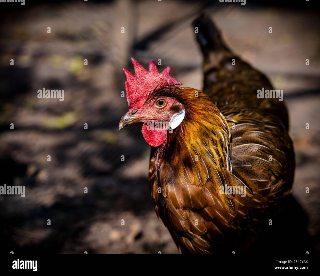 Chicken coop exterior hi-res stock photography and images - Alamy