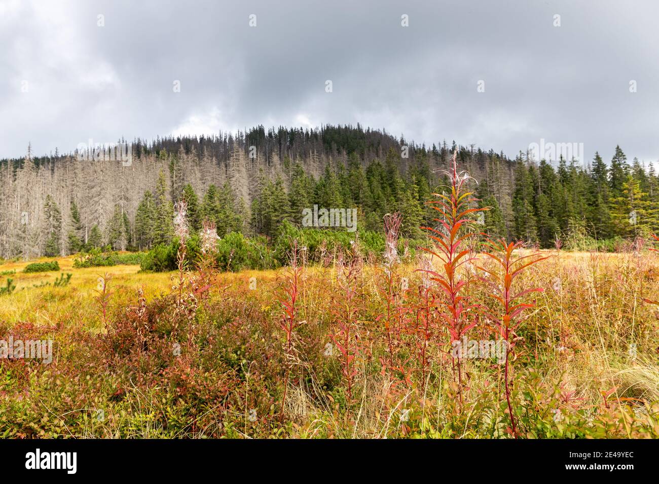 Mountain glade autumn landscape with red fireweed (Chamaenerion ...