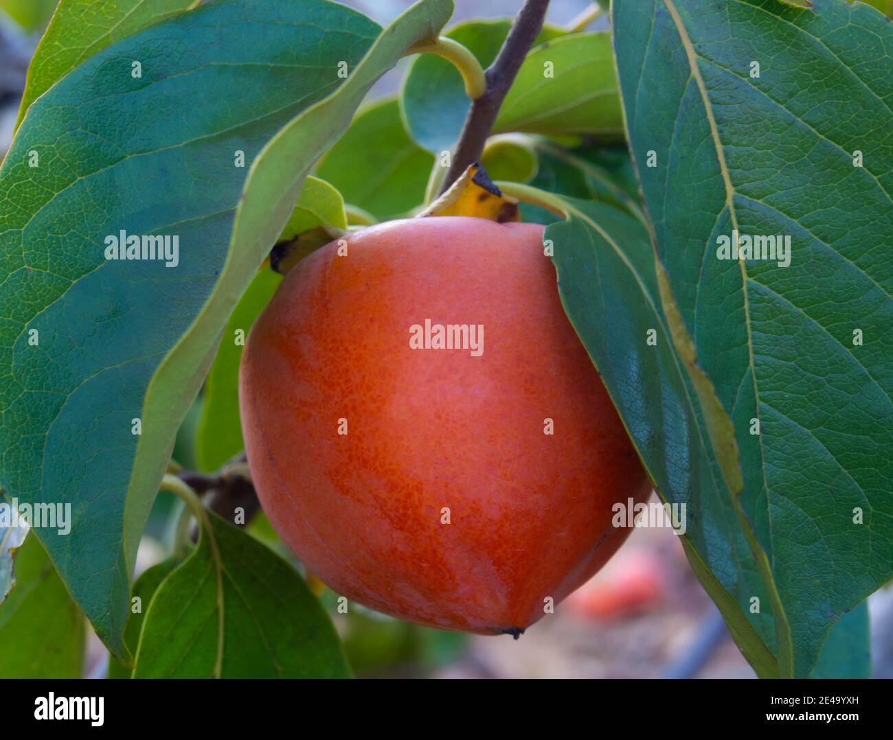 Persimmons at fruit garden, Valencia, Spain Stock Photo - Alamy