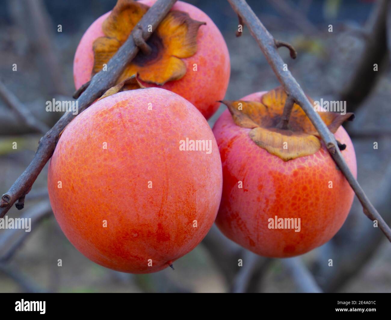Valencia orange grove hi-res stock photography and images - Alamy