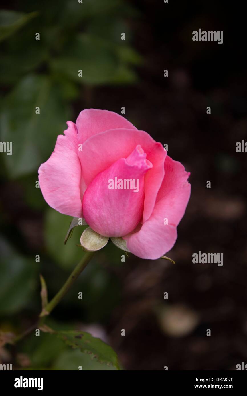 Best photos of rose hi-res stock photography and images - Alamy