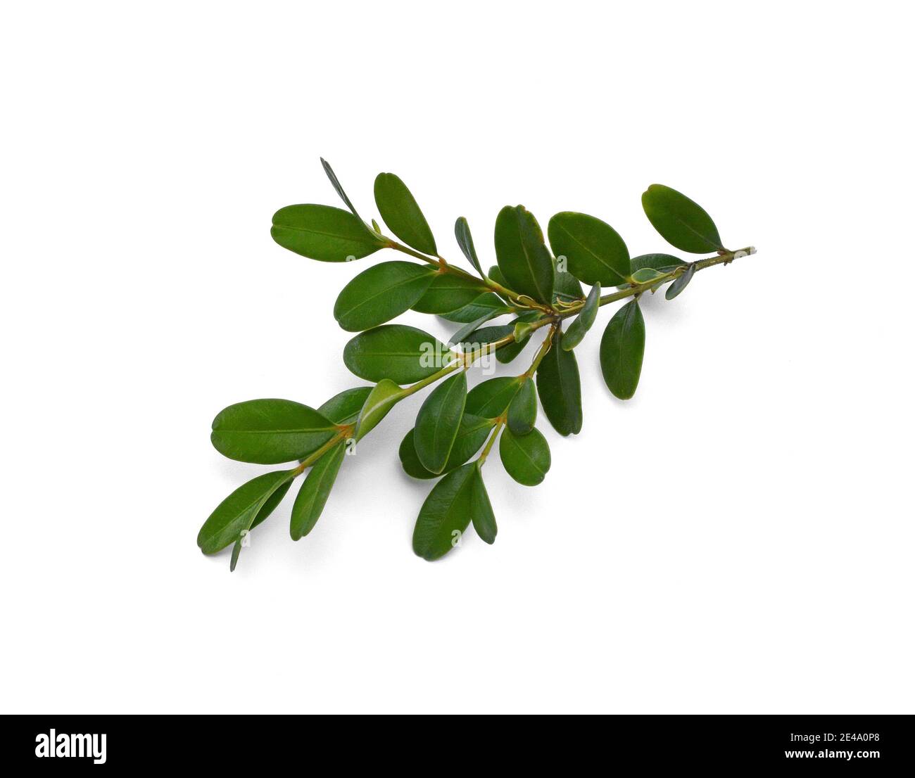 Boxwood branch on a white background isolated Stock Photo - Alamy