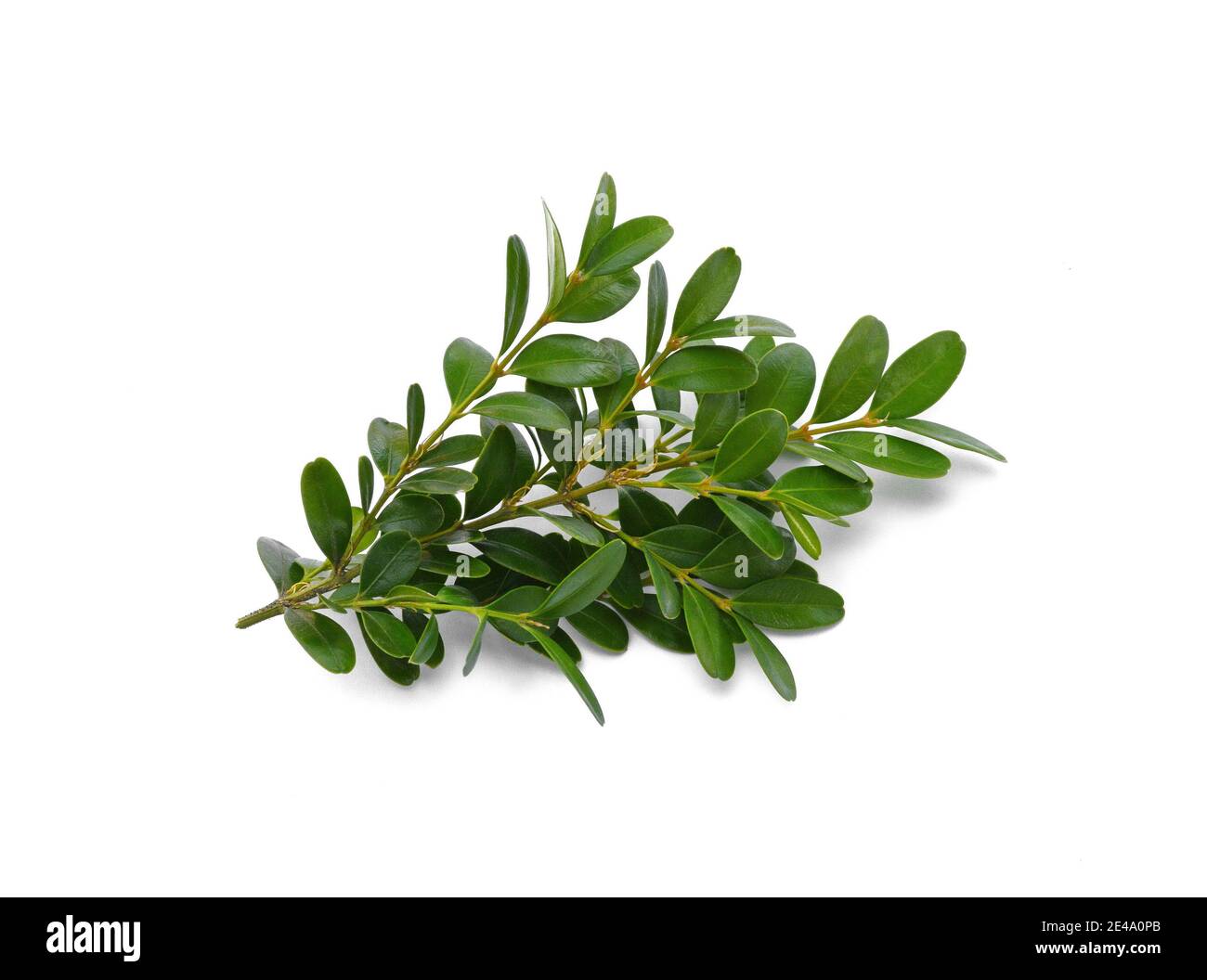 Boxwood branch on a white background isolated Stock Photo - Alamy