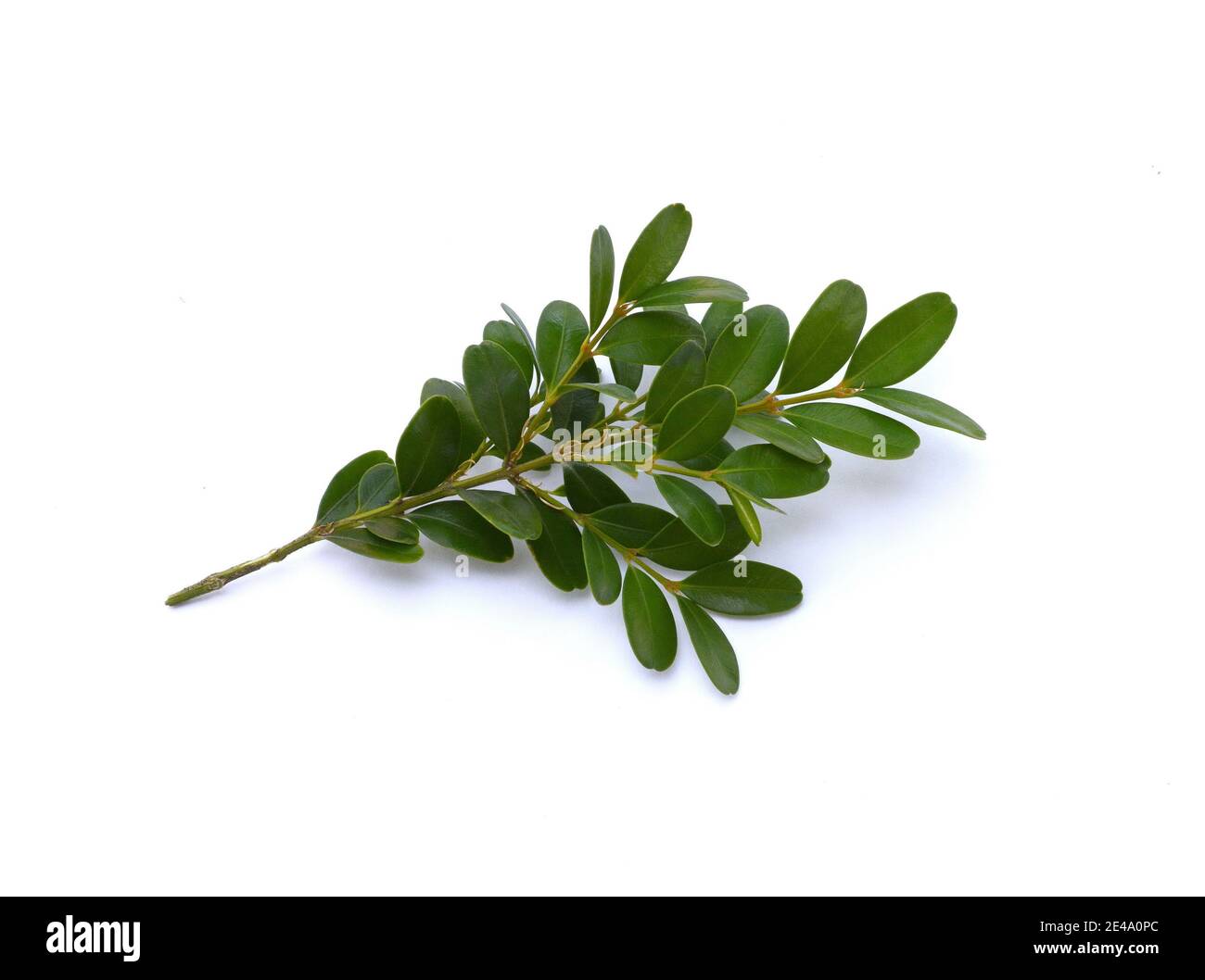 Boxwood branch on a white background isolated Stock Photo - Alamy