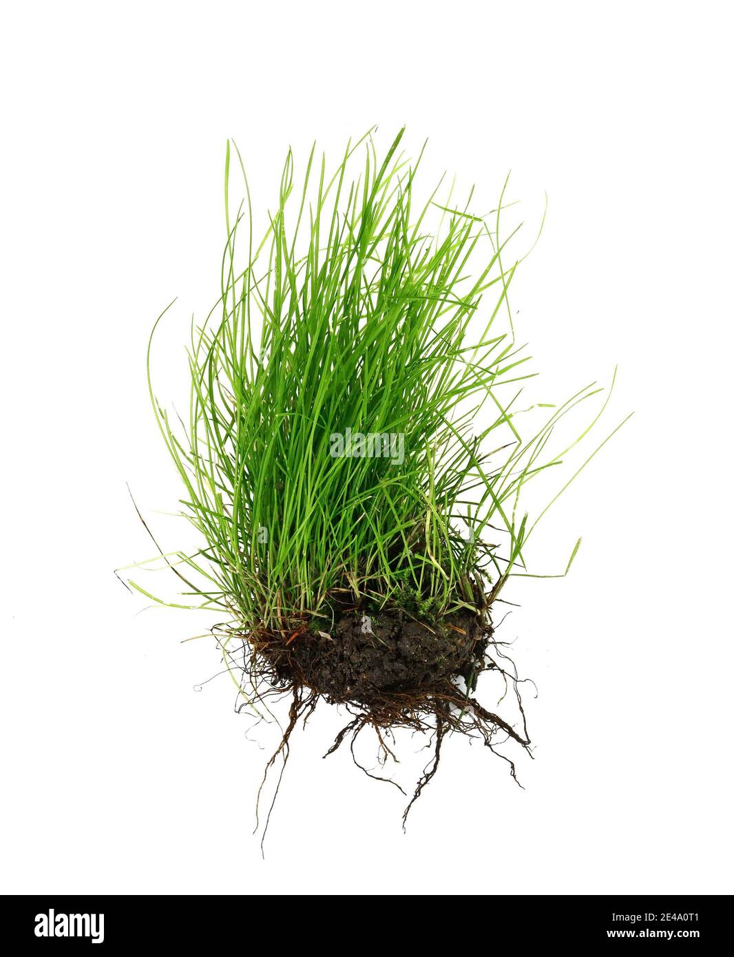 Green grass isolated against a white background. Grass with roots. Root ...